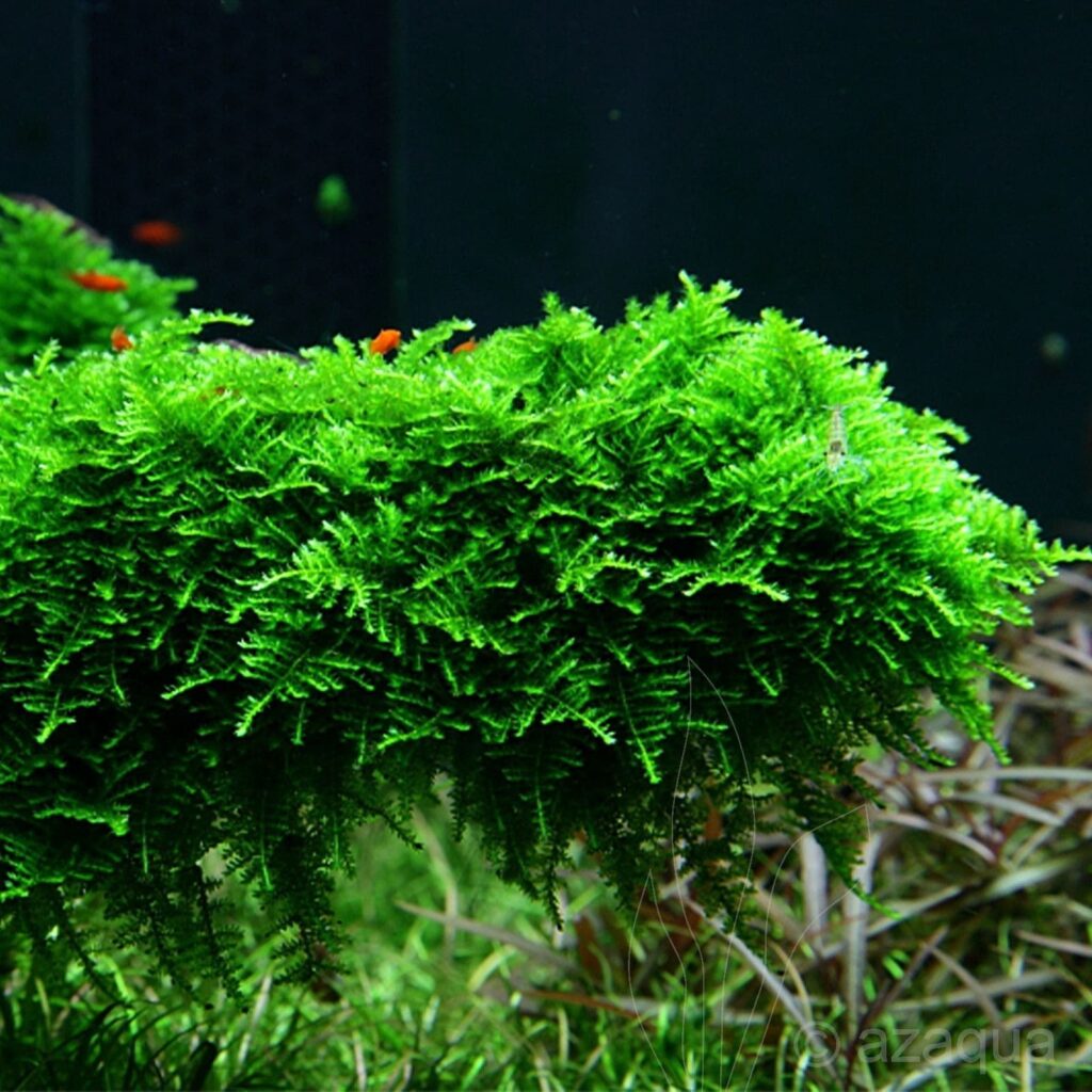 Jenis-Jenis Moss Aquascape yang Populer