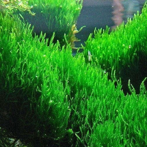 Jenis-Jenis Tanaman Aquascape Yang Mudah Dirawat