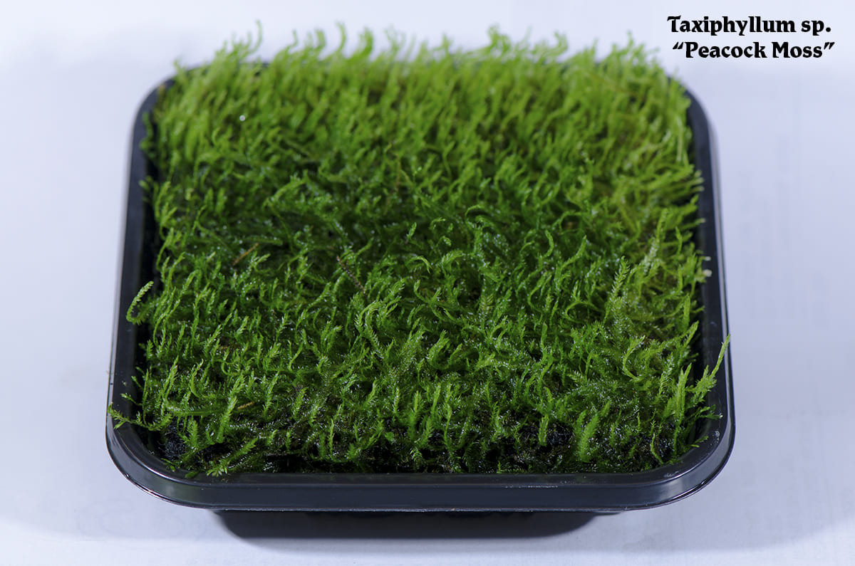 Jenis-Jenis Moss Aquascape yang Populer