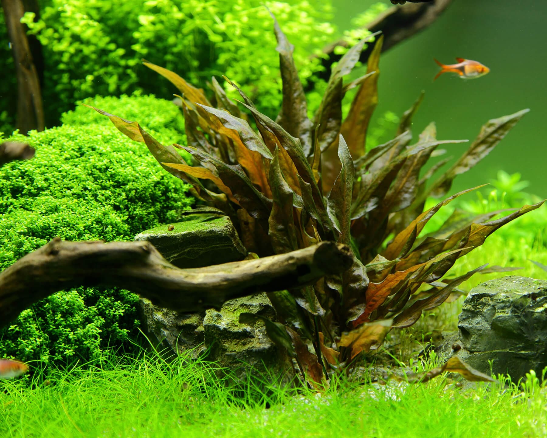 5 Tanaman Midground Aquascape Terbaik untuk Akuarium Anda
