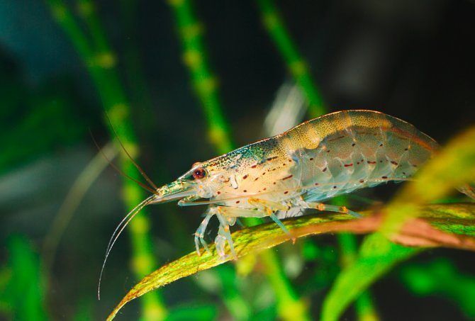 Jenis Udang Hias yang Menarik dan Unik untuk Akuarium Anda