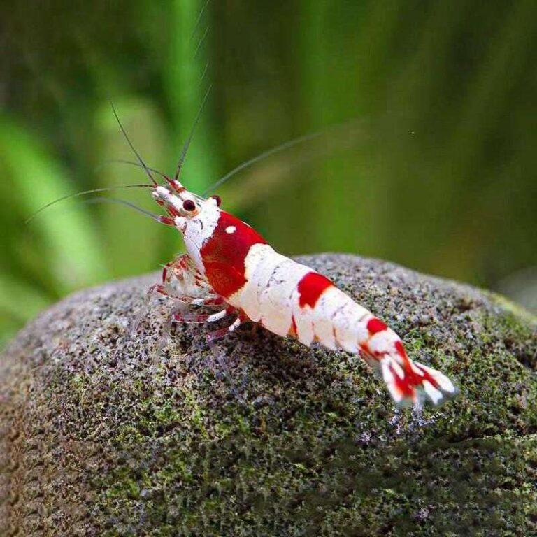 Jenis Udang Hias yang Menarik dan Unik untuk Akuarium Anda