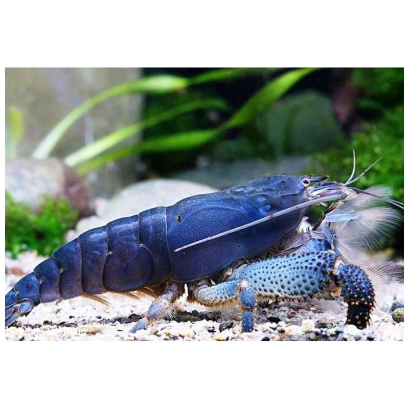 Jenis Udang Hias yang Menarik dan Unik untuk Akuarium Anda