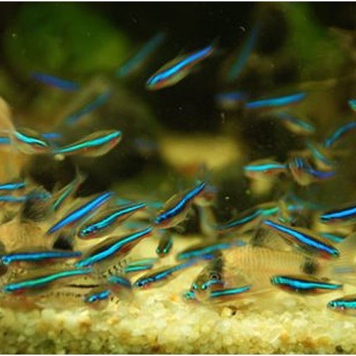 Mengenal Ikan Tetra Neon: Dari Asal Usul hingga Jenis-jenisnya