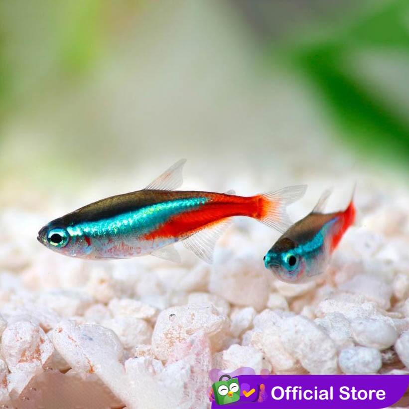 Mengenal Ikan Tetra Neon: Dari Asal Usul hingga Jenis-jenisnya